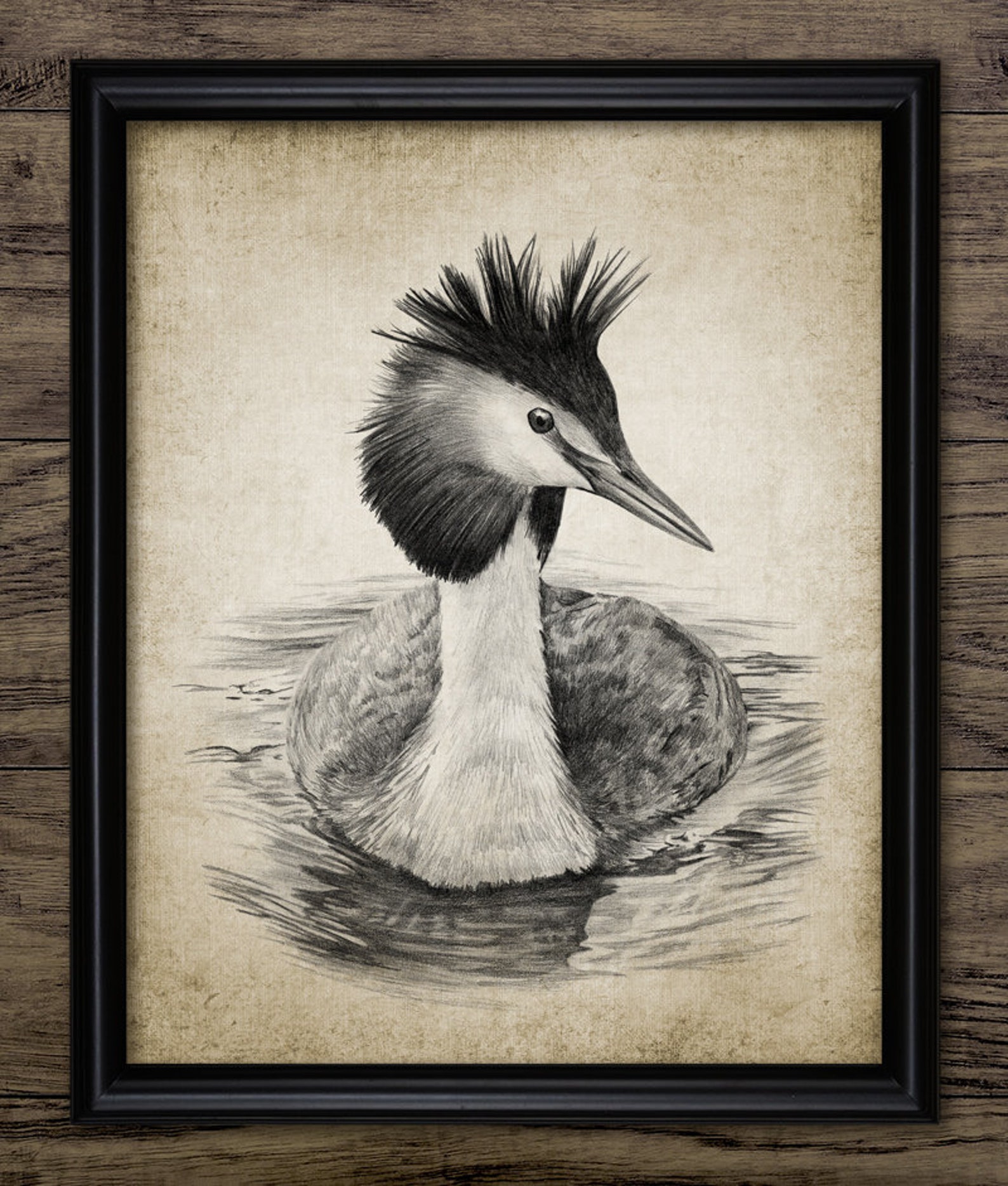 Great Crested Grebe Pencil Drawing Printable Grebe Drawing - Etsy UK