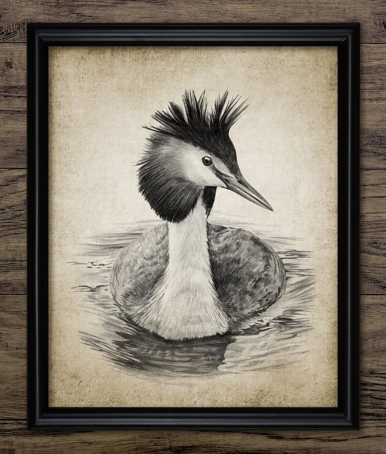 Great Crested Grebe Pencil Drawing, Printable Grebe Drawing, Water Bird ...
