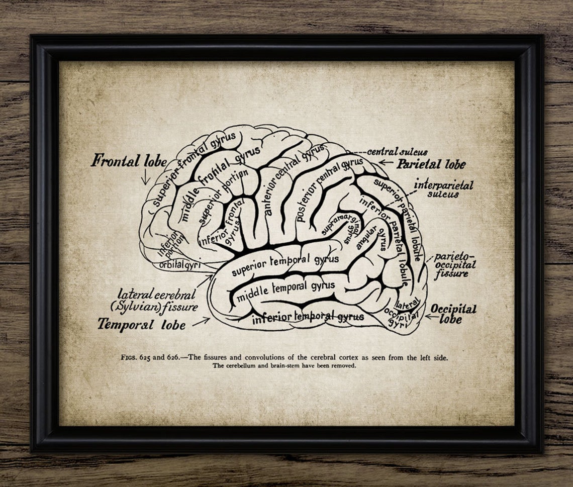 Brain Wall Art Printable Brain Neuroscience Human Anatomy - Etsy