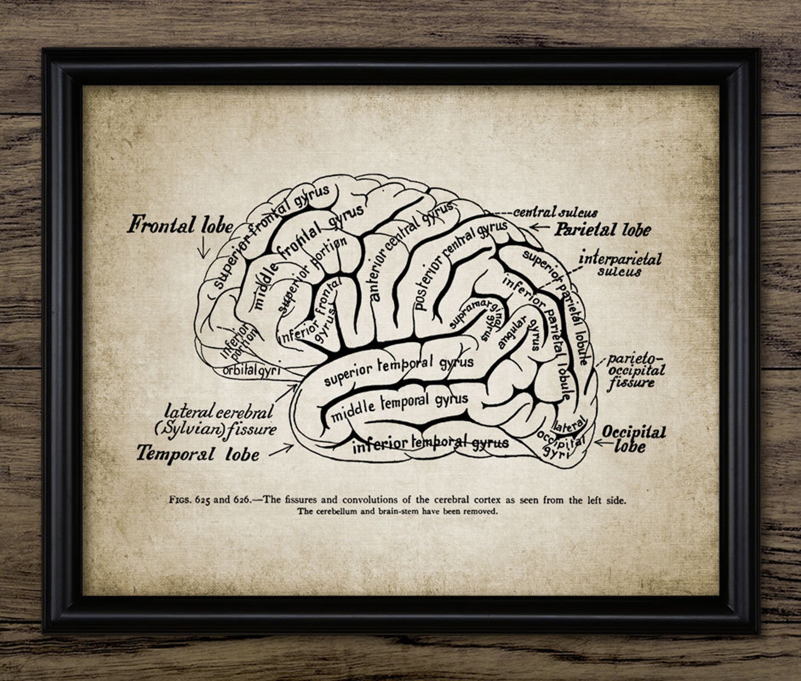 Brain Wall Art Printable Brain Neuroscience Human Anatomy - Etsy