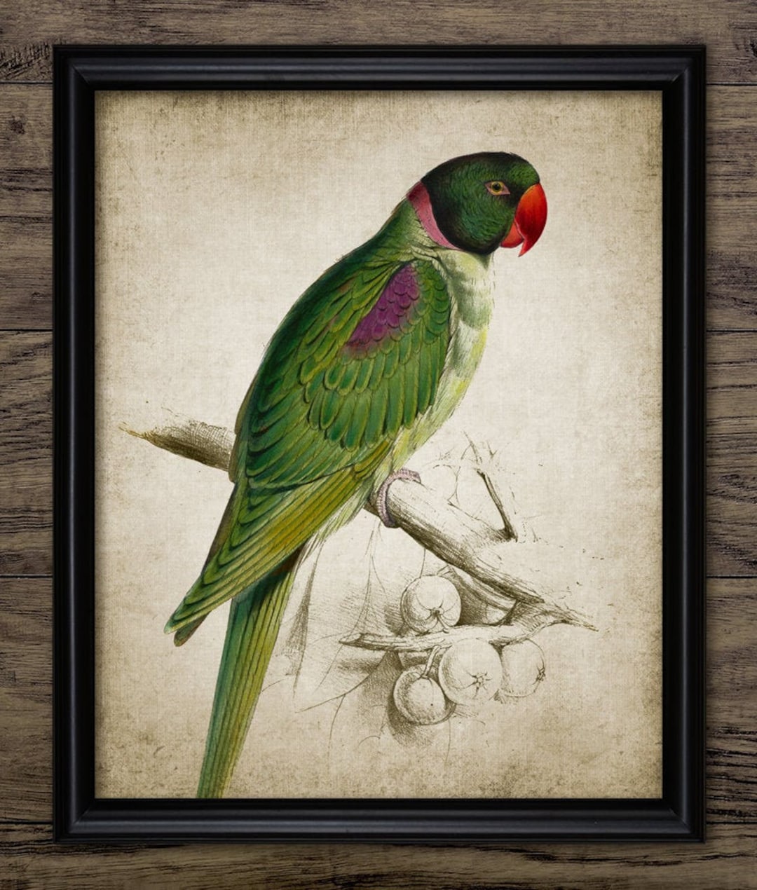 Rose Ringed Parakeet Art Print, Ring Necked Parakeet, Printable Parrot ...