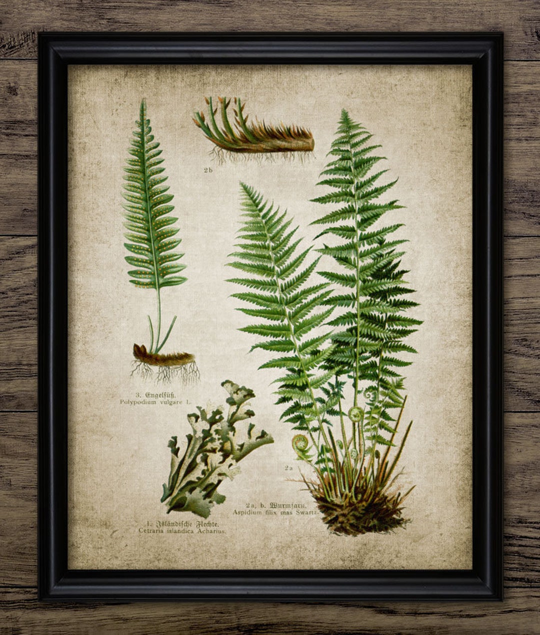 Fern Wall Art, Printable Fern, Woodland Fern, Forest Fern, Vintage ...