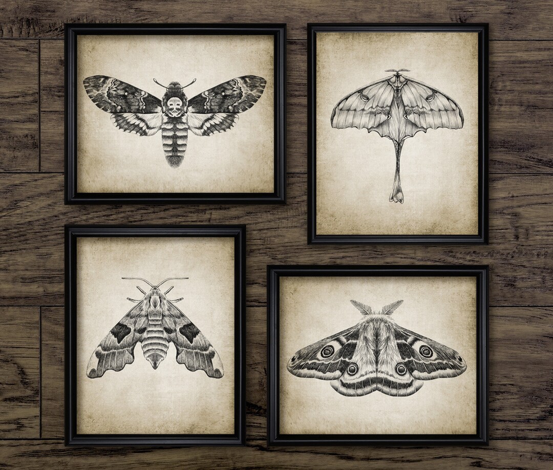 Moth Pencil Drawing Set of 4, Printable Moths, Lepidopterology, Living ...
