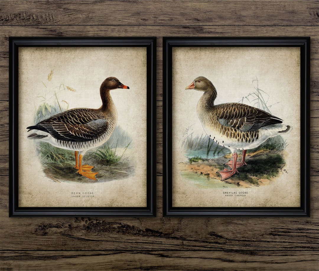 Goose Wall Art Set of 2, Printable Geese, Grey Lay Goose, Tundra Bean ...