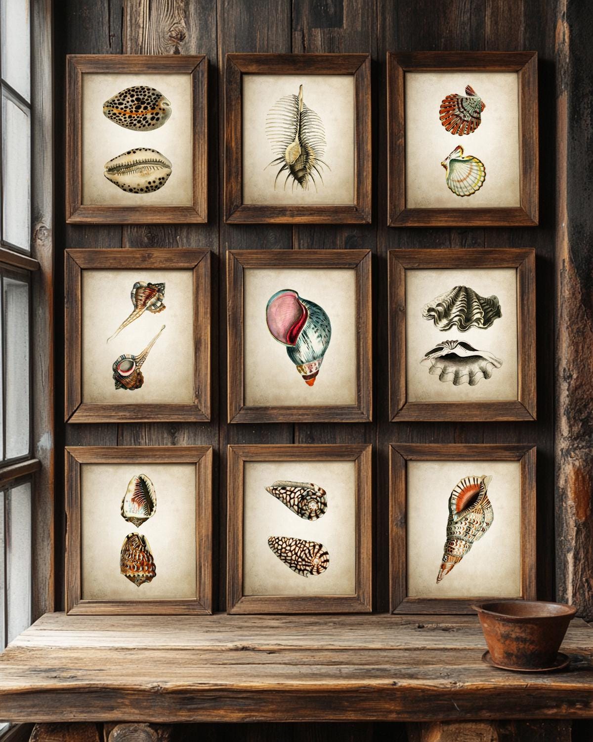 Antique Shells Wall Art Print Set of 9, Bathroom Posters, Vintage Shell ...