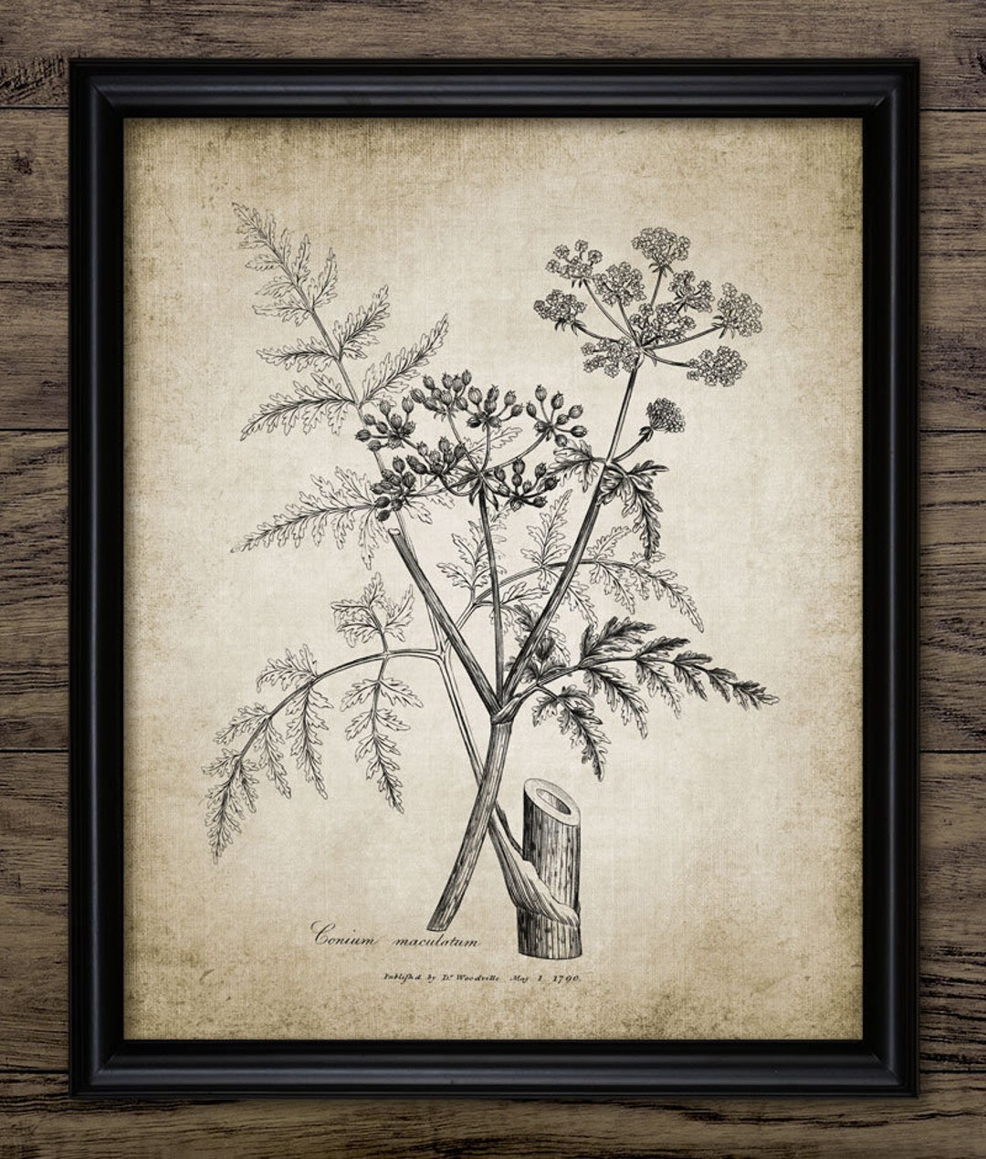 Hemlock Wall Art, Printable Antique Botanical Art, Botany Poison ...
