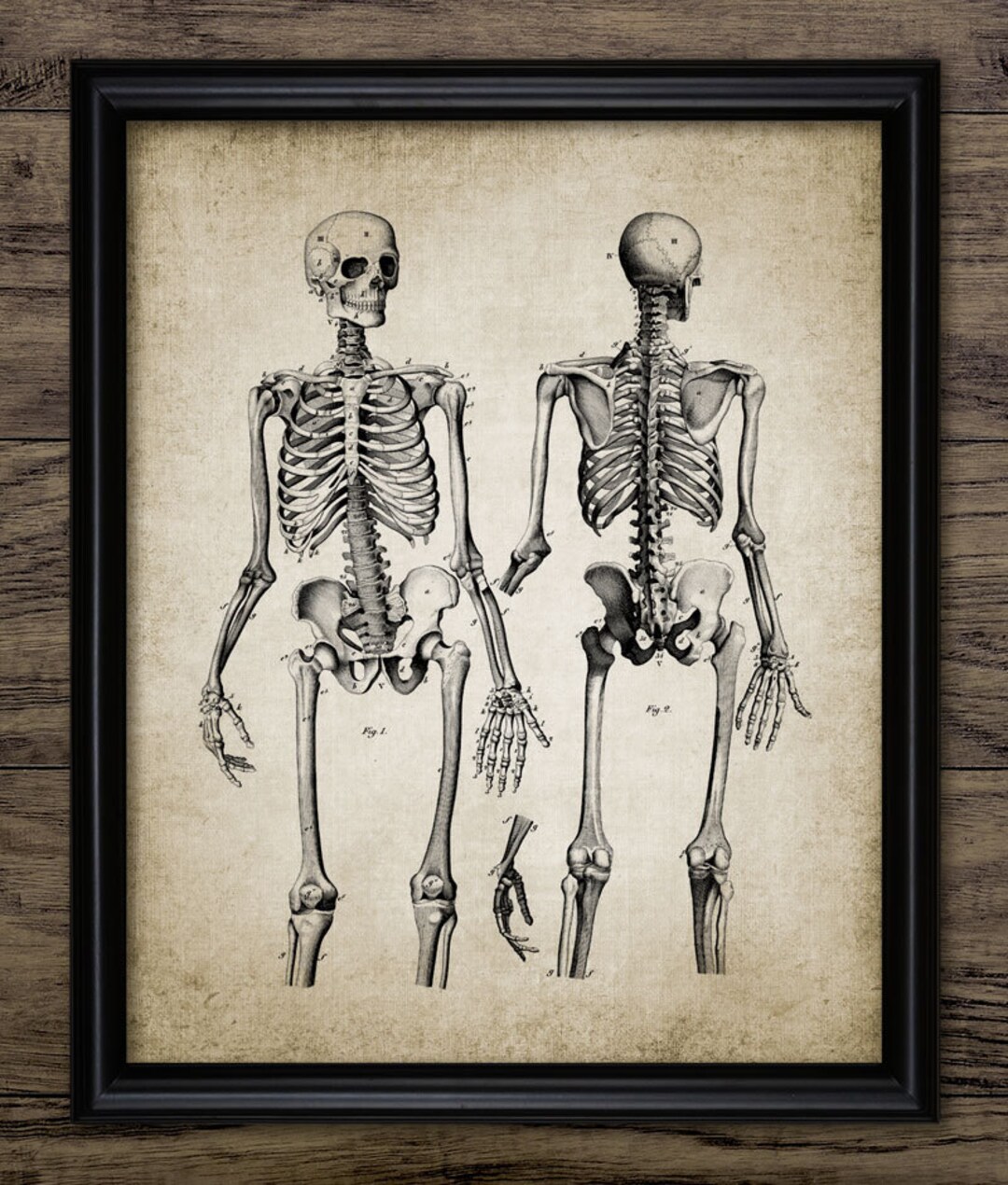 Skeletons Print - Human Anatomy - Vintage Human Skeleton - Skeleton ...