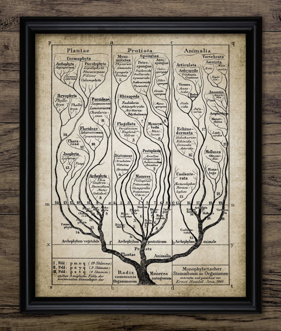 Vintage Tree of Life Wall Art, Printable Evolution, Natural History ...