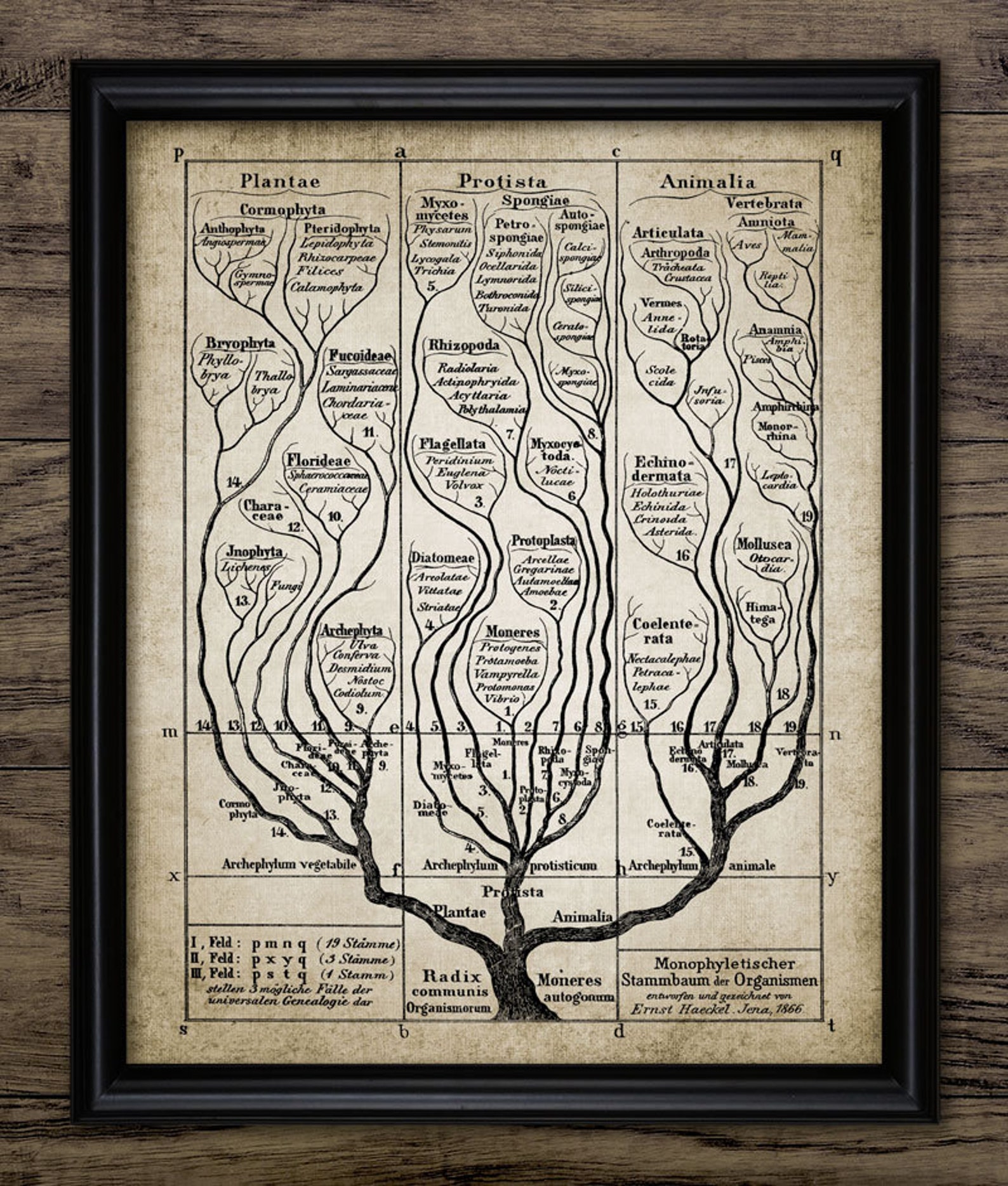 Vintage Tree of Life Wall Art, Printable Evolution, Natural History ...