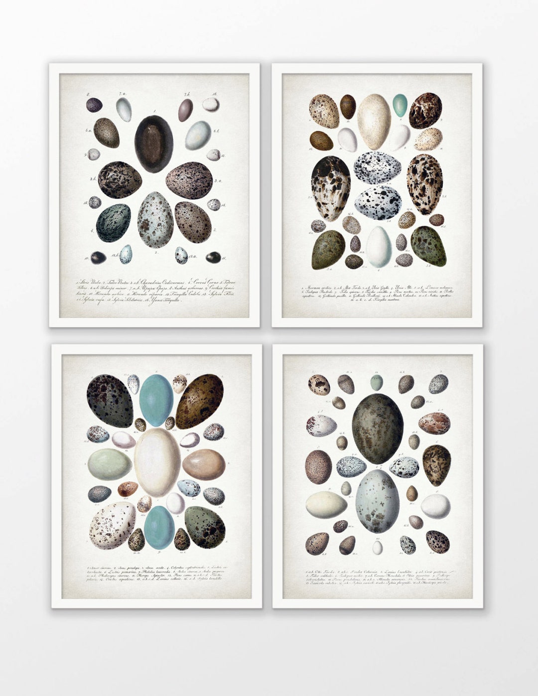Vintage Bird Egg Wall Art Set Of 4 Printable Bird Egg Oology Bird Watcher Education Bird
