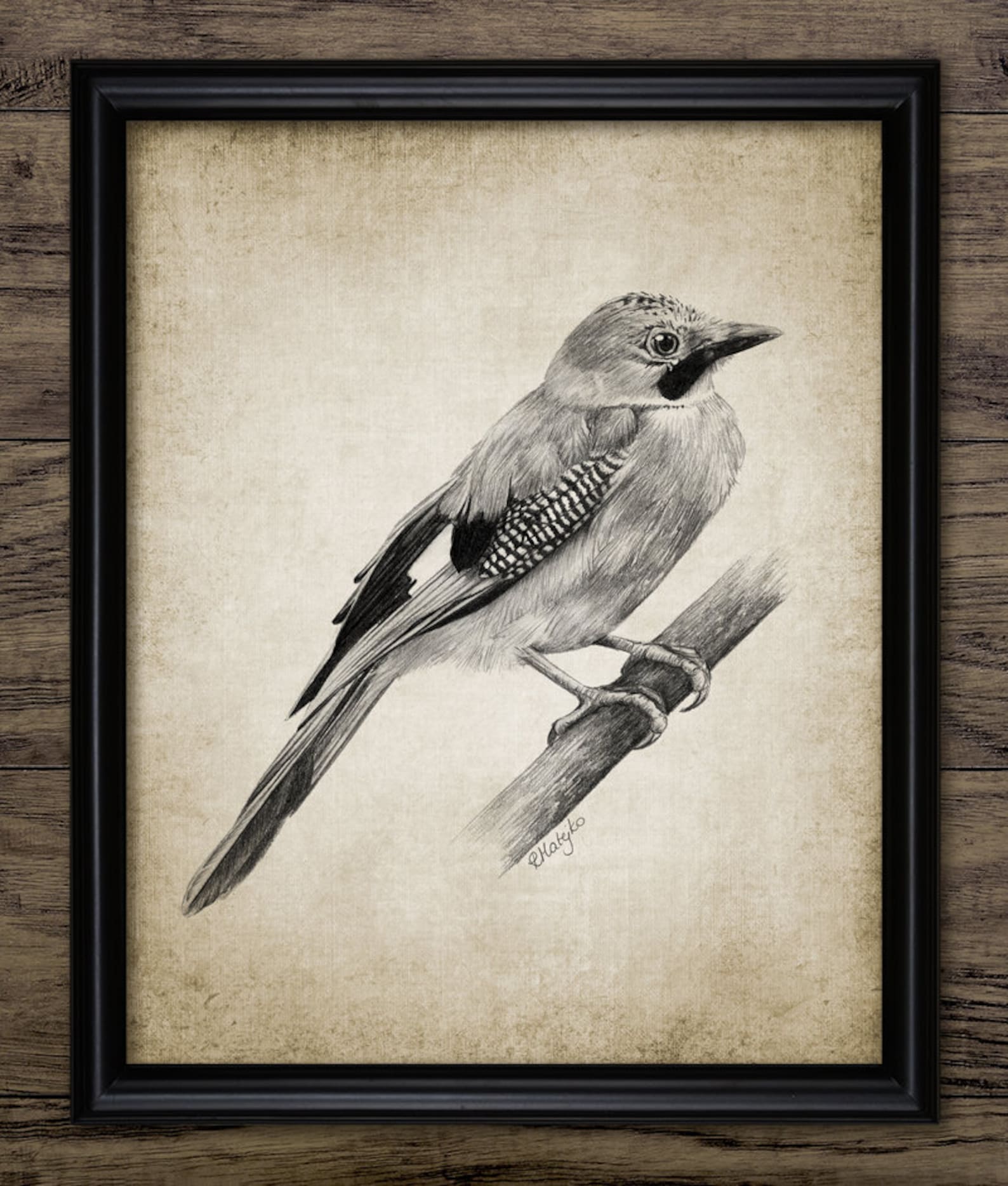 Jay Bird Pen and Ink Drawing, Printable Eurasian Jay Bird Wall Art, Jay ...