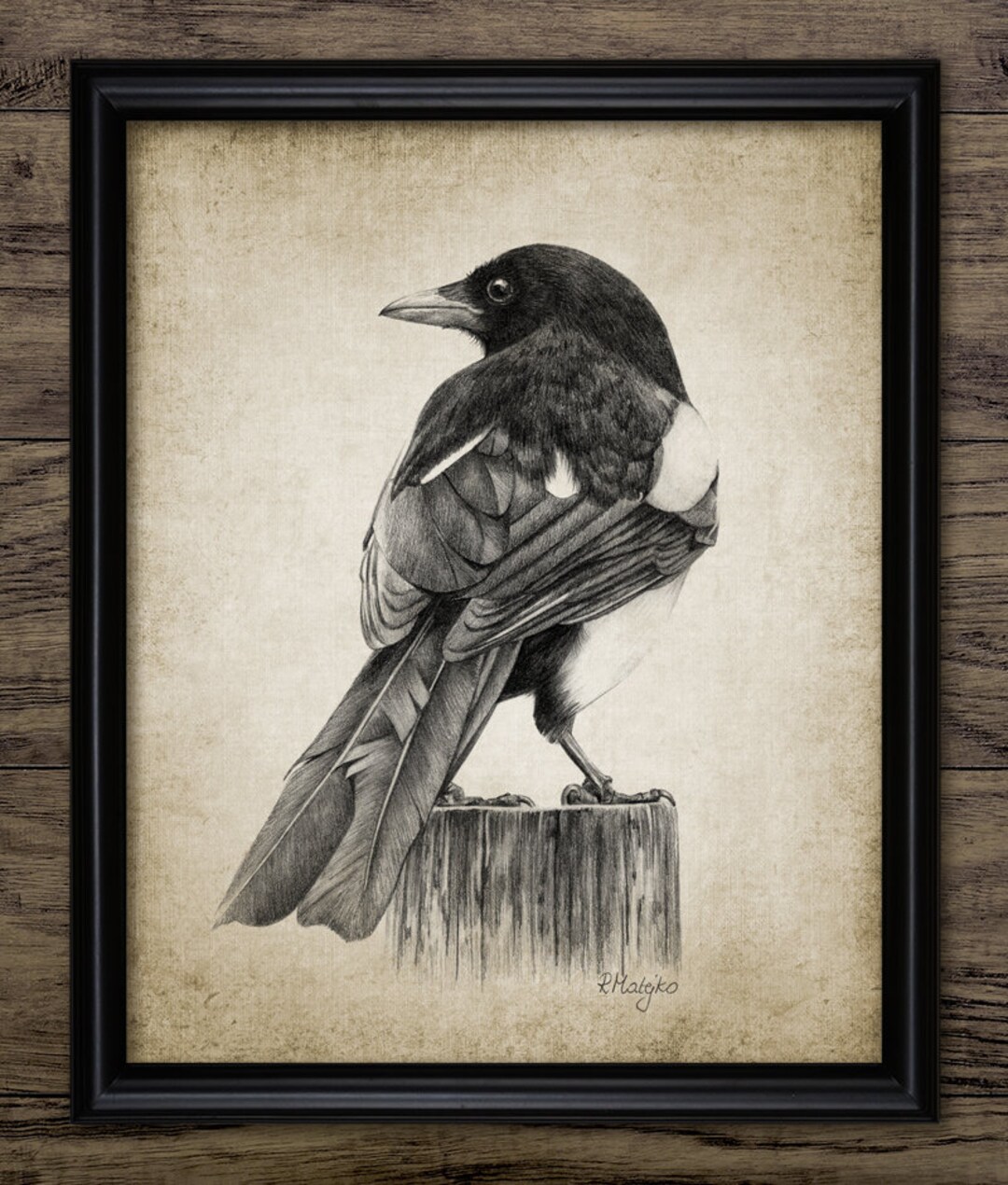 Magpie Pencil Drawing, Printable Magpie Drawing, Corvid Print, Common ...