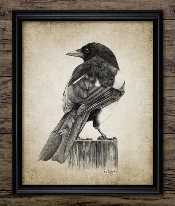 Magpie Pencil Drawing Printable Magpie Drawing Corvid Print | Etsy UK