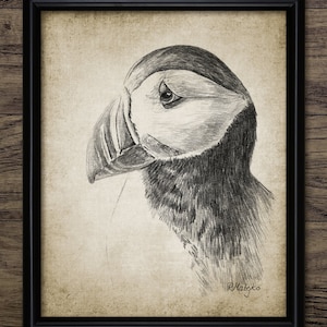Puffin Pencil Drawing Set of Three, Printable Puffin Drawing, Puffin ...