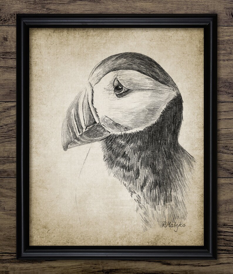 Puffin Pencil Drawing Set of Three Printable Puffin Drawing | Etsy