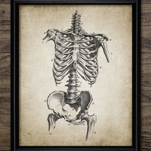 Vintage Human Skeleton Art Print. Anatomy Art Print. Science - Etsy