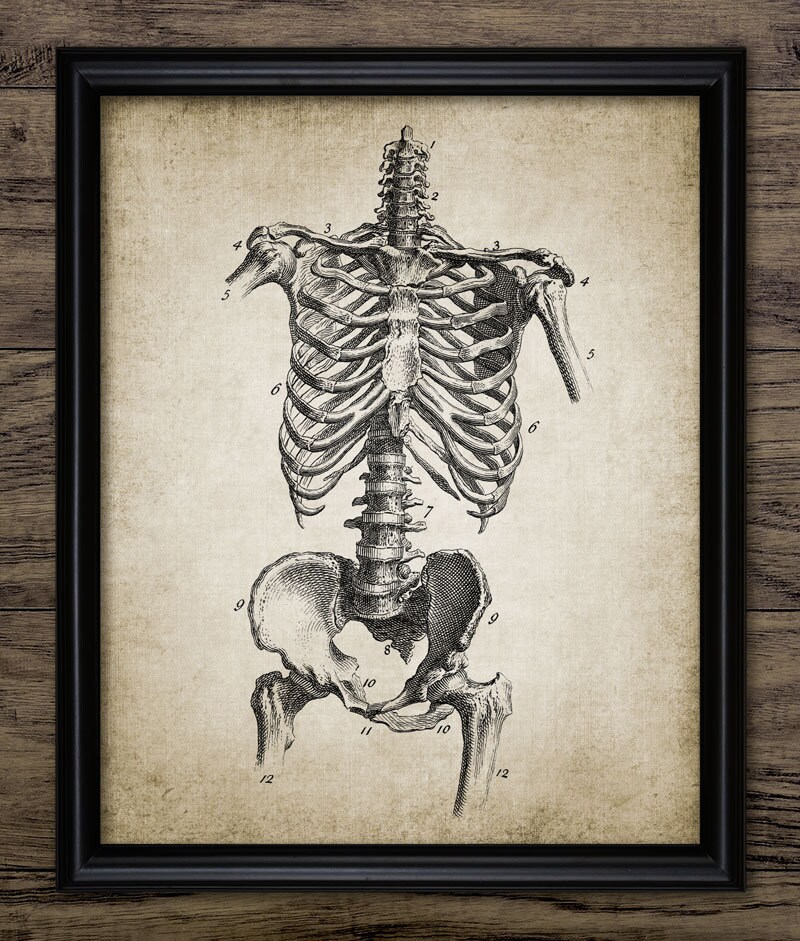 Skeleton Art Print Printable Skeleton Human Anatomy Vintage | Etsy