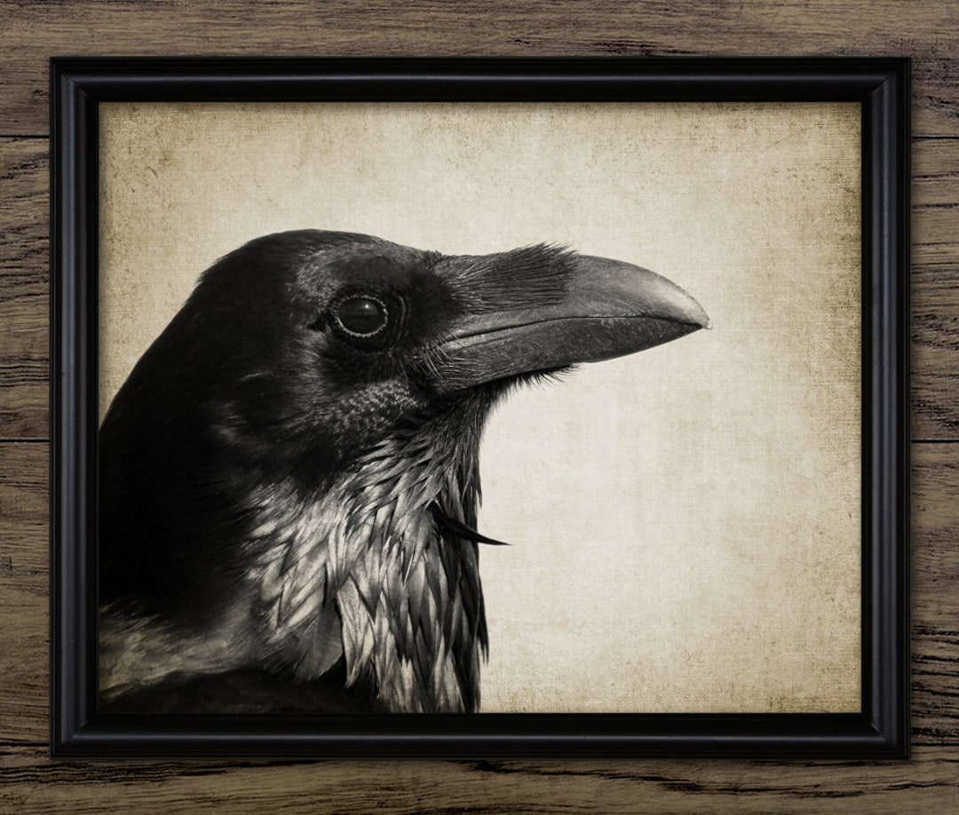 Raven Wall Art, Printable Raven Bird, Black Bird, Common Raven ...