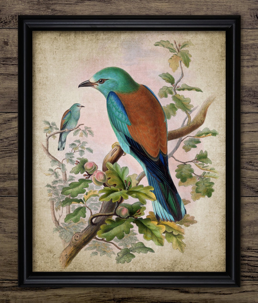 European Roller Bird Art, Vintage Digital Print, Printable Roller Art ...