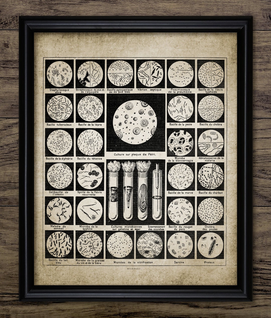 Bacteria Wall Art Print, Microbes, Bacteria Biology Wall Art, Science ...