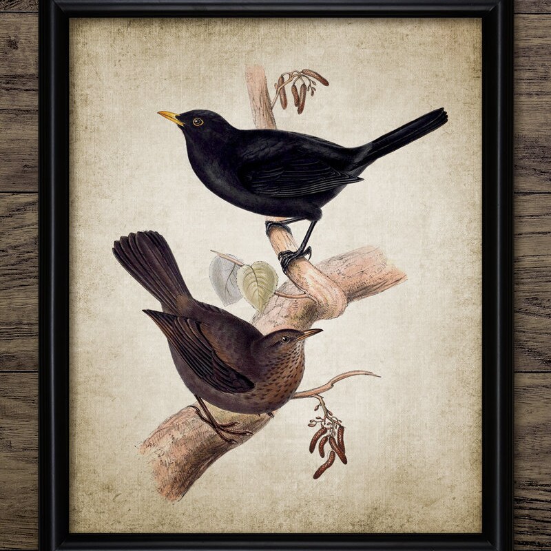 Blackbird Print - Etsy Australia