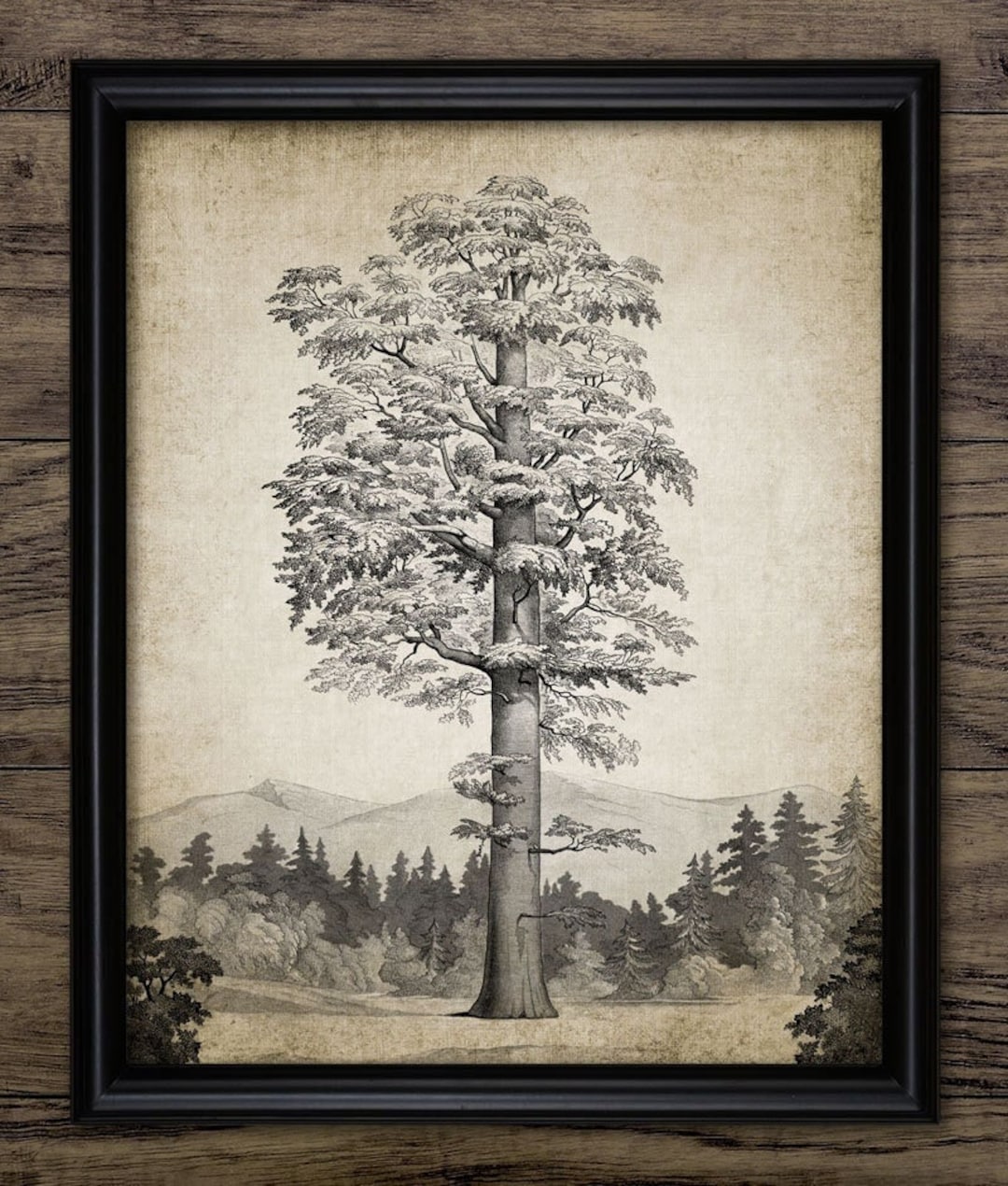 Giant Sequoia Tree Wall Art, Printable Giant Redwood Tree, Sequoia ...