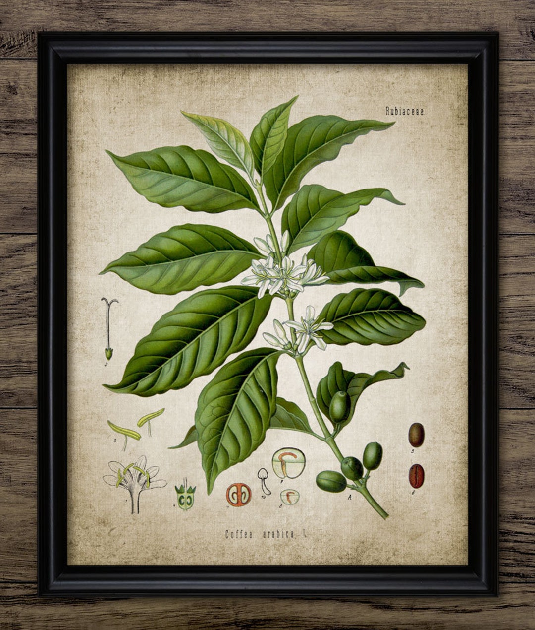 Coffee Plant Wall Art, Printable Coffee Art, Printable Kitchen, Vintage ...