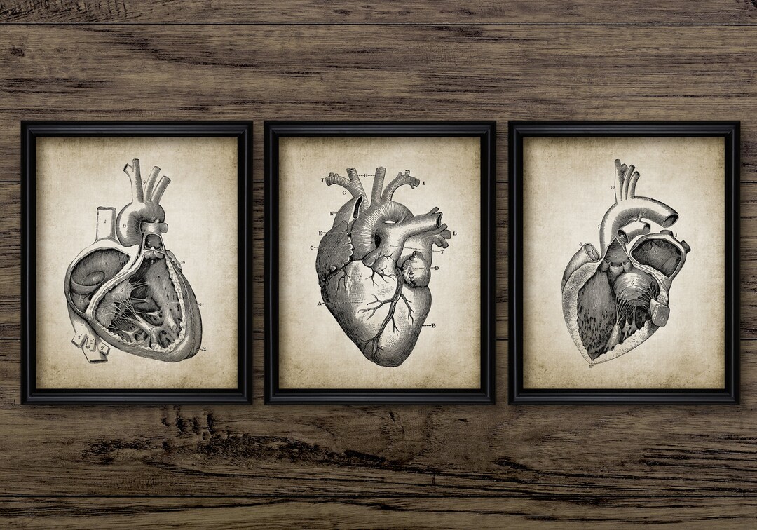 Heart Anatomy Set of 3, Human Heart Anatomy, Cardiology, Human Biology ...