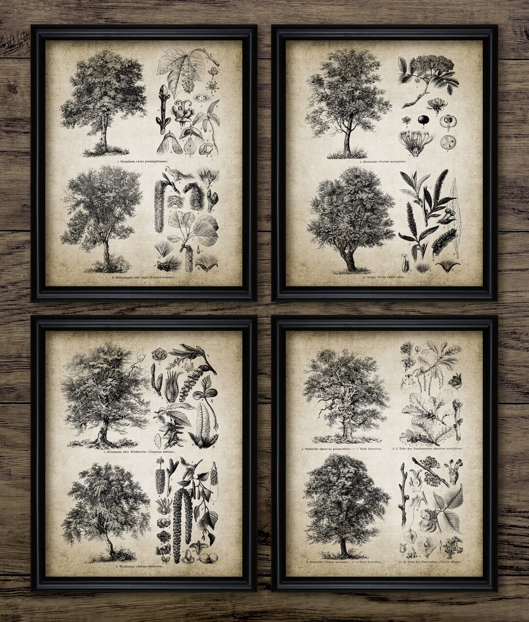 Vintage Tree Art Set of 4, Printable Forest Trees, Vintage Botanical ...