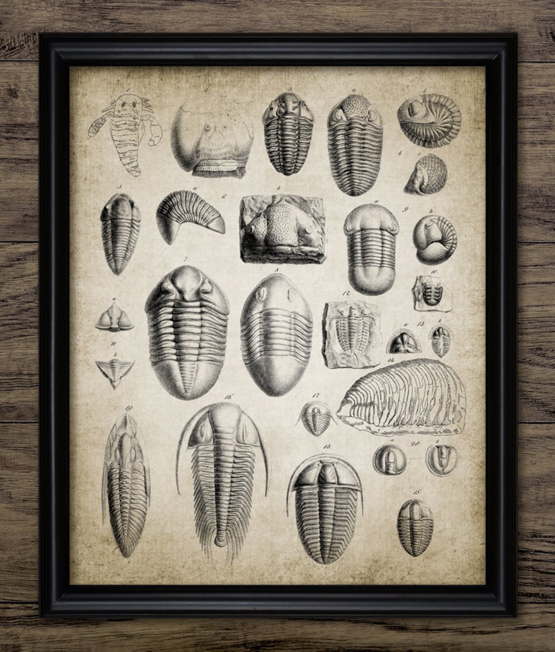 Trilobite Wall Art, Printable Trilobite, Extinct Marine Arthropod ...