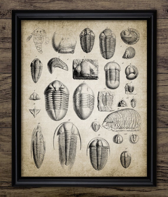 Trilobite Wall Art Printable Trilobite Extinct Marine | Etsy