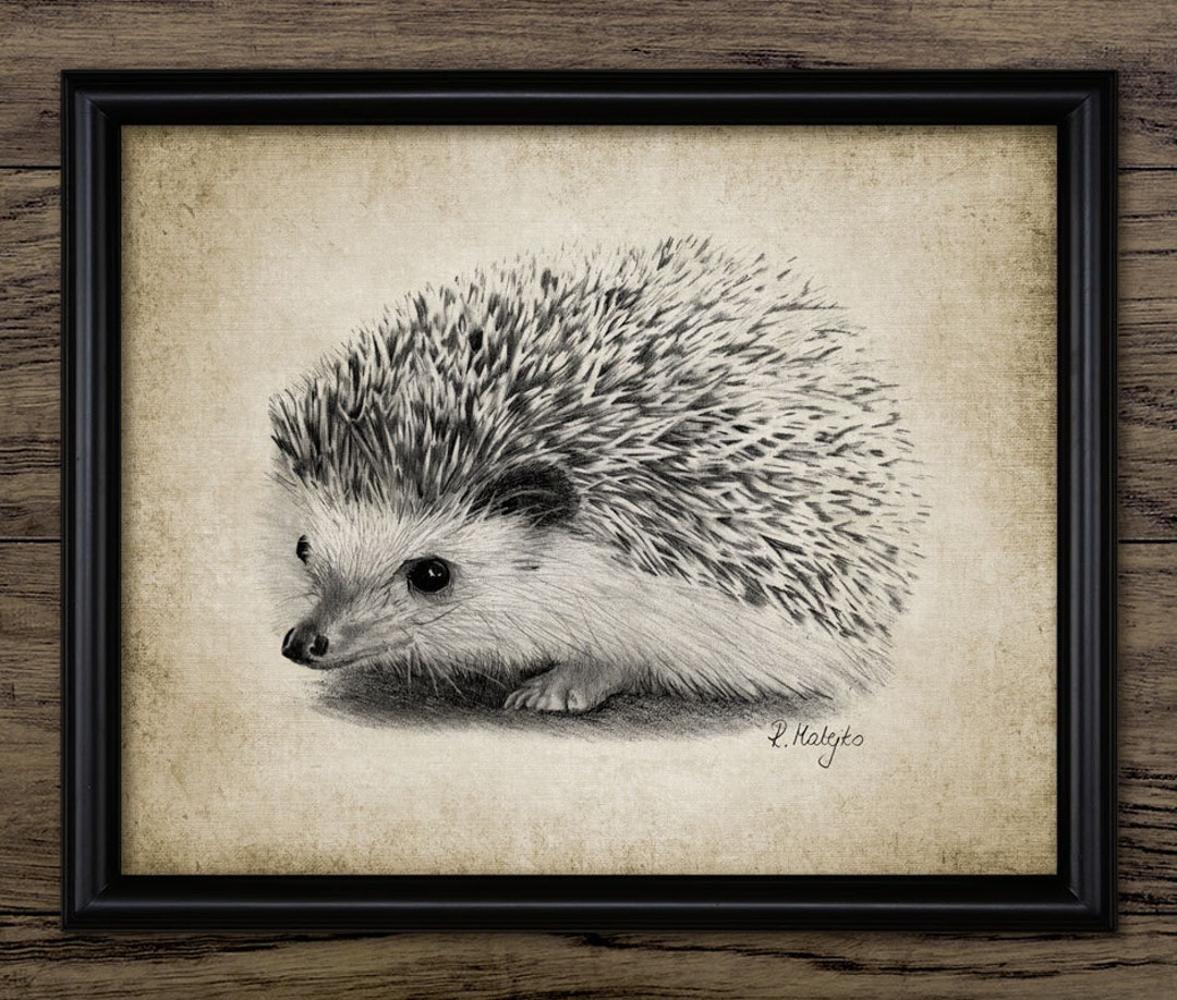 Hedgehog Pencil Drawing, Printable Hedgehog Wall Art, Hedgehog Art ...