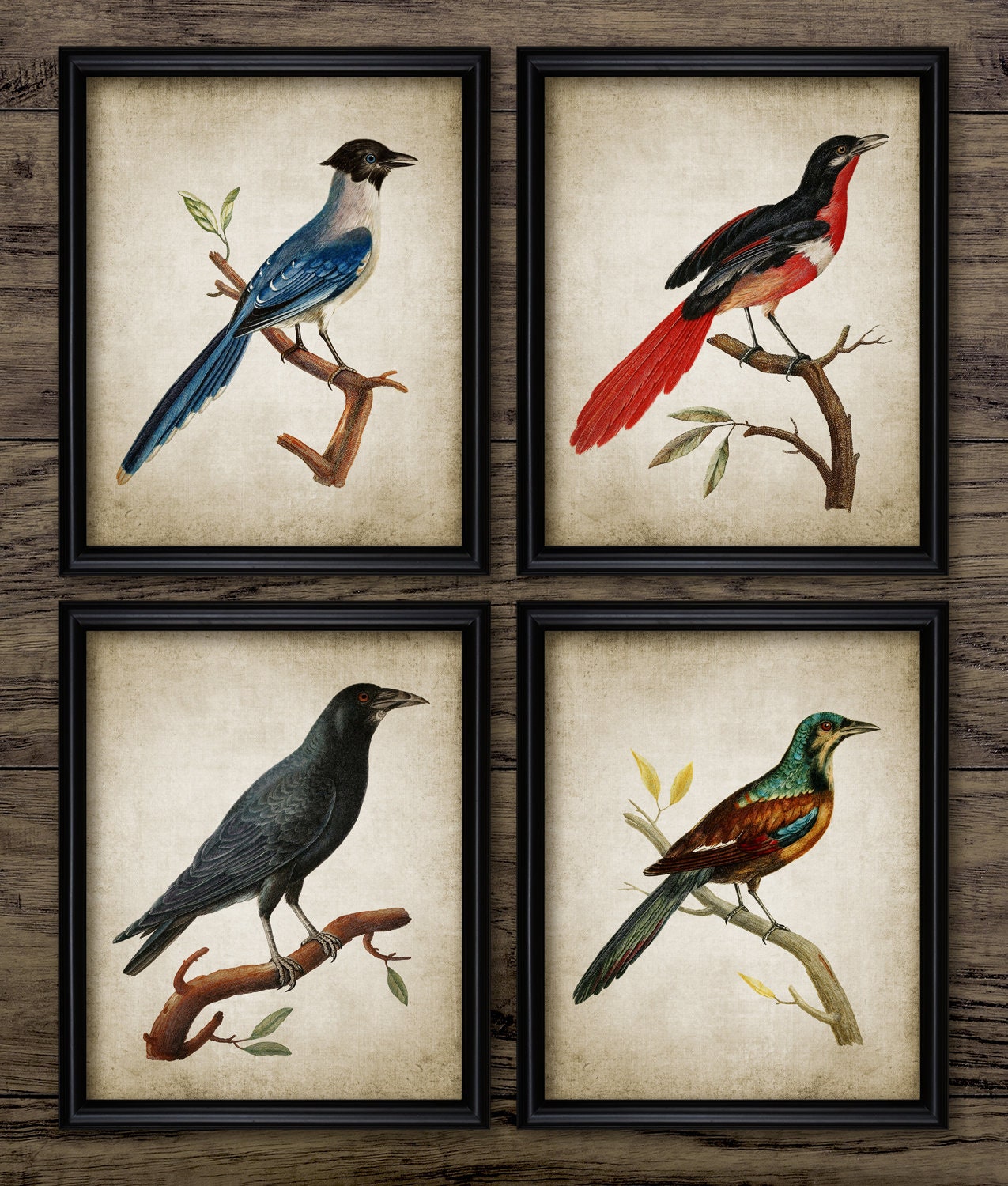 Vintage Bird Print Set of 4 Printable Bird Wall Art Bird | Etsy