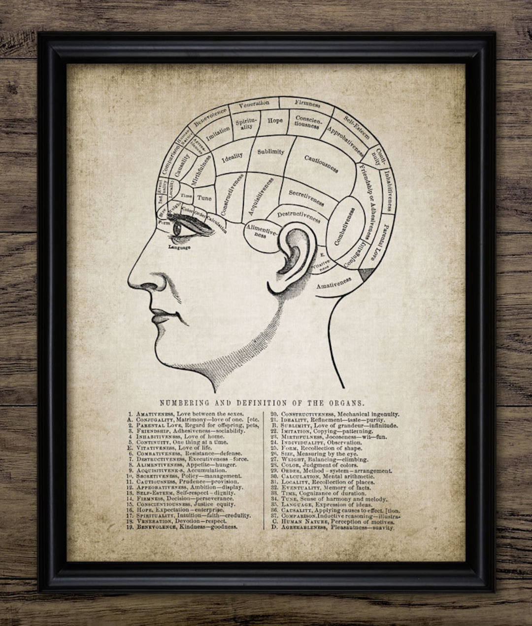 Phrenology Art