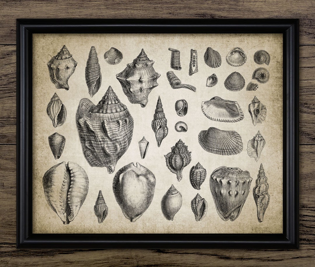 Vintage Seashell Wall Art, Printable Seashell, Marine Biology, Beach ...