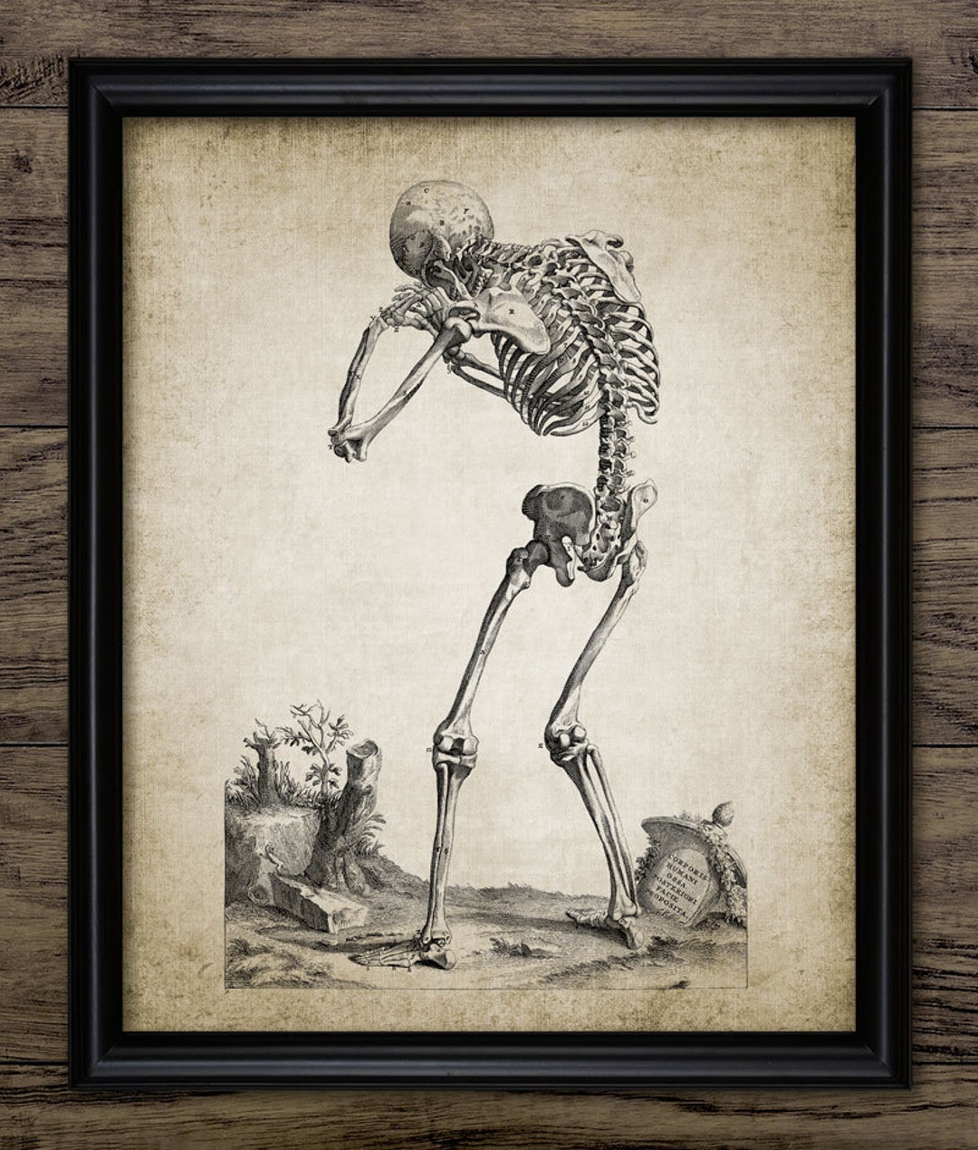 Antique Woodcut Engraving of the Human Skeleton as Viewed From Behind ...