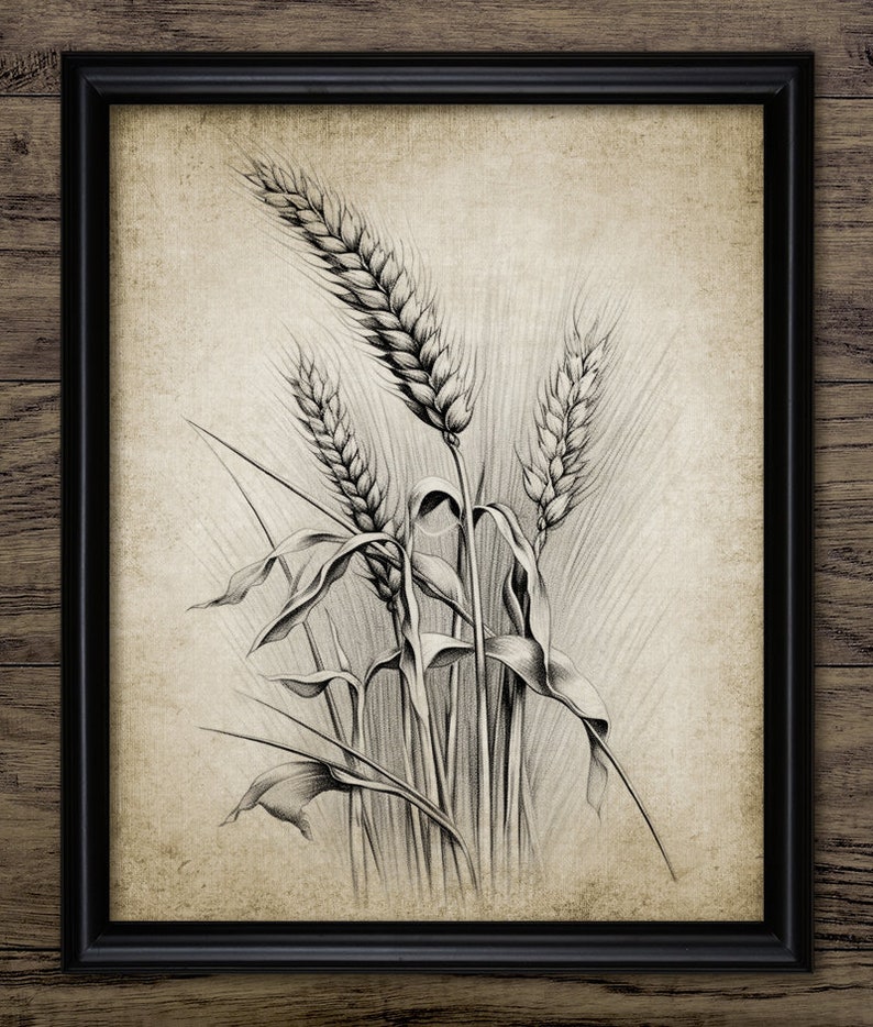 Wheat Wall Art Printable Farming Agriculture Cereal Crop - Etsy