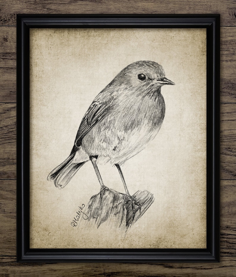 Robin Pencil Drawing, Printable Robin Drawing, Robin Bird Decor, Robin ...