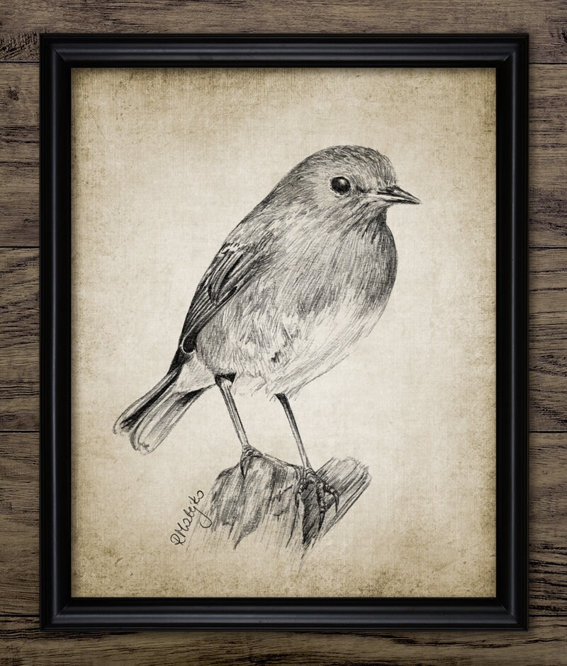 Robin Pencil Drawing Printable Robin Drawing Robin Bird - Etsy UK