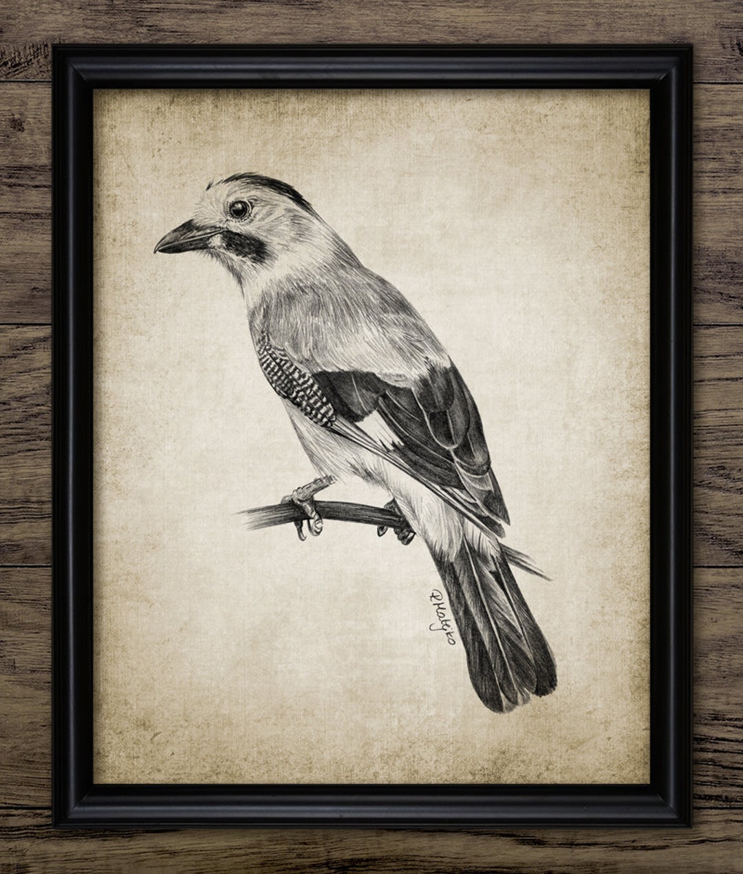 Jay Bird Pen And Ink Drawing, Printable European Jay Bird Wall Art, Jay ...