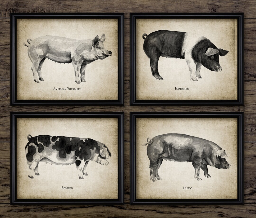 Pig Watercolor Painting Set of 4, Printable Pig Painting, Pig Breeds ...