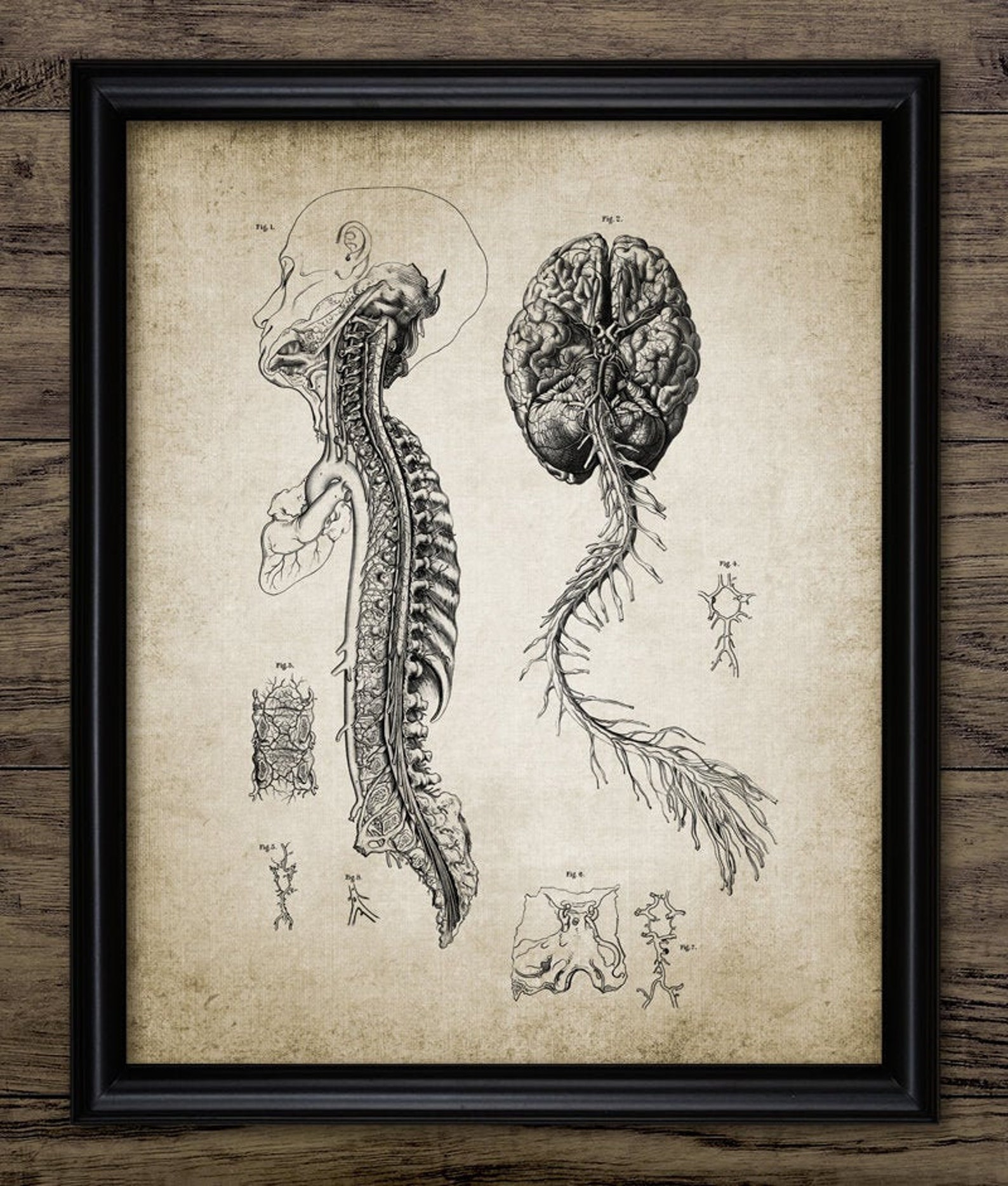 Human Spinal Cord Print, Printable Spinal Cord Art, Neuroscience, Human ...