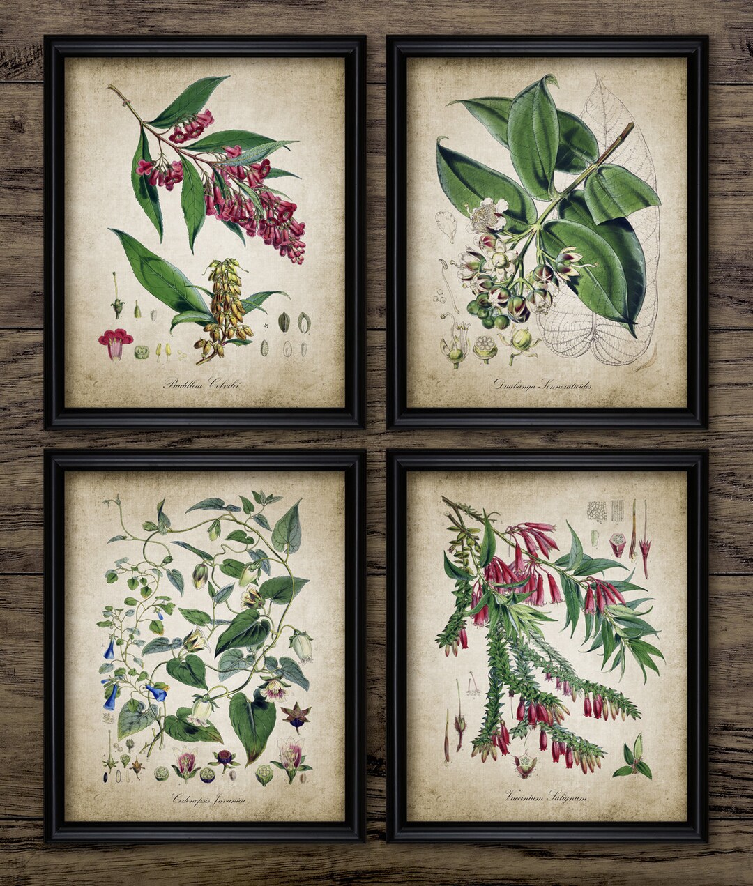 Vintage Shrub Wall Art Set of 4, Printable Himalayan Trees, Shrubs ...