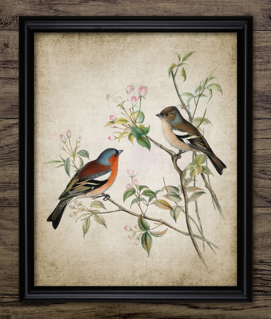 Chaffinch Bird Wall Art, Vintage Digital Print, Printable Garden Bird ...