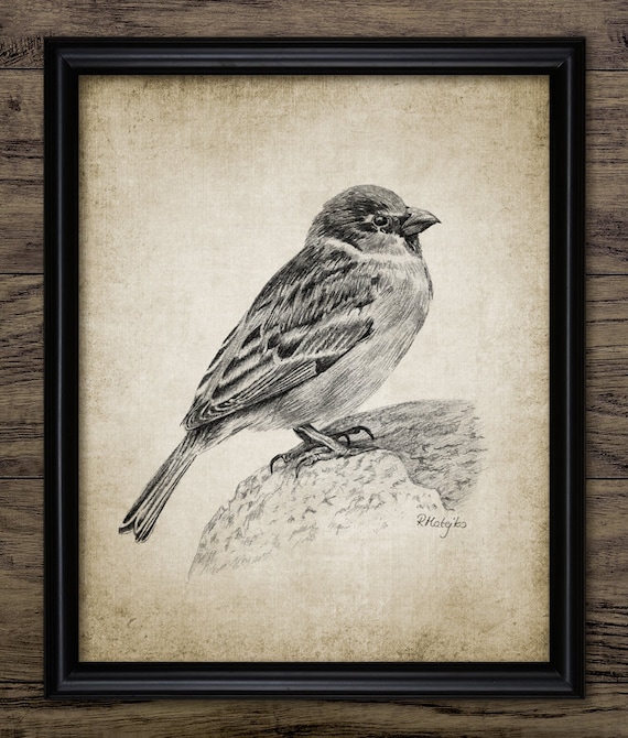 Sparrow Pencil Drawing Printable Sparrow Bird Bird | Etsy