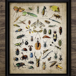 Insect Wall Art Set of 2, Printable Insects, Entomology, Biology ...