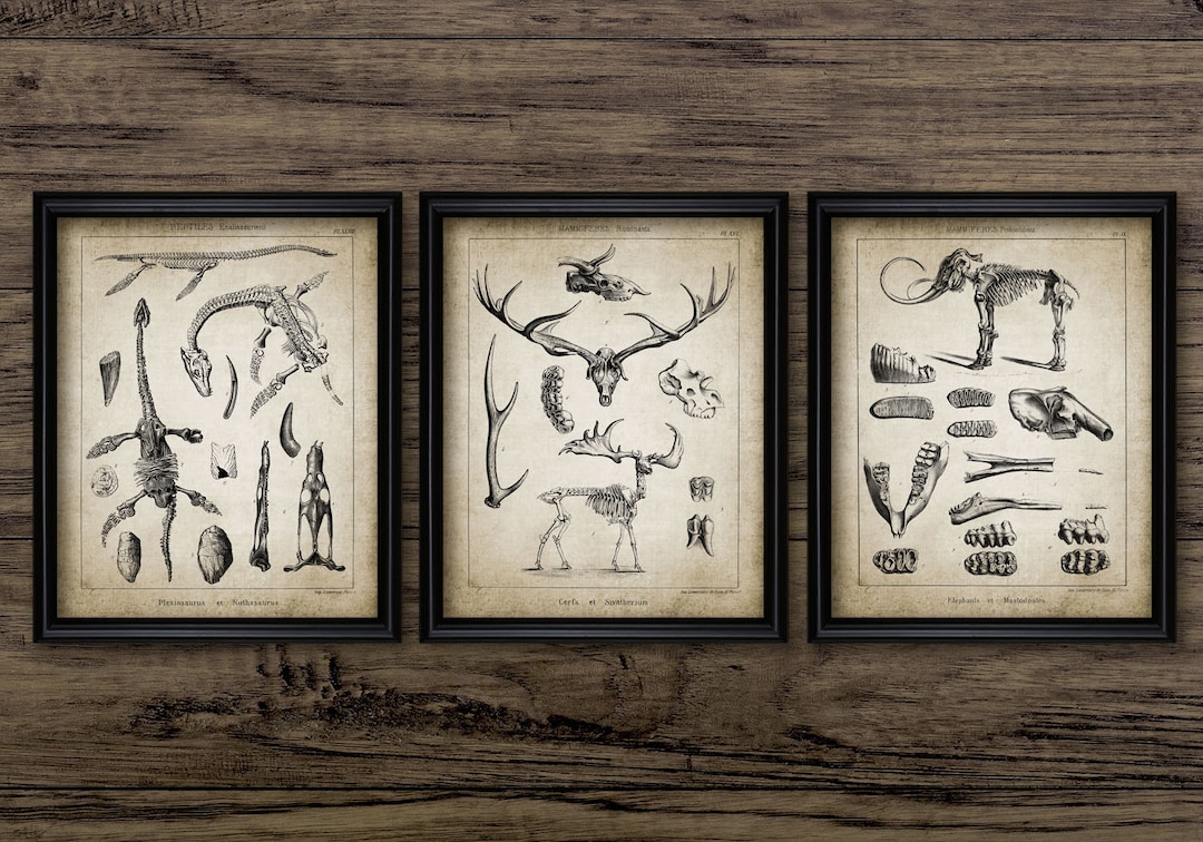 Paleontology Wall Art Set of 3, Printable Fossil, Plesiosaur, Mammoth ...