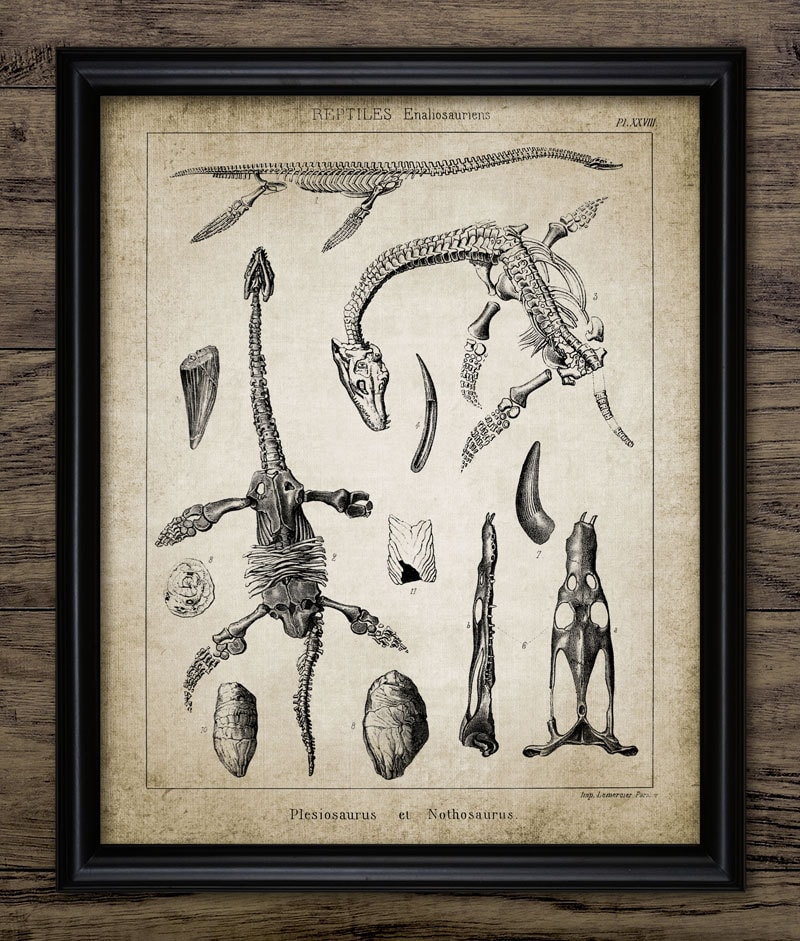 Plesiosaur Skull Drawing