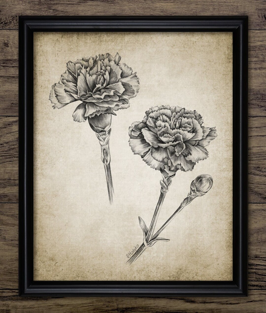 Carnation Drawing