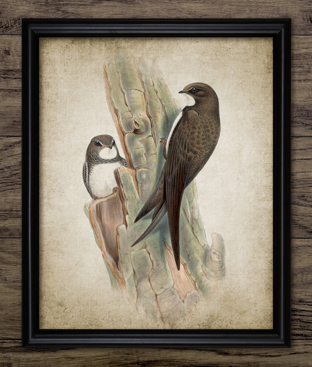 Alpine Swift Bird Art, Vintage Digital Print, Printable Swift Wall Art ...